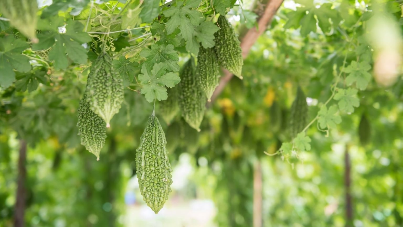 How to Plant, Grow, and Care for Balsam Pear