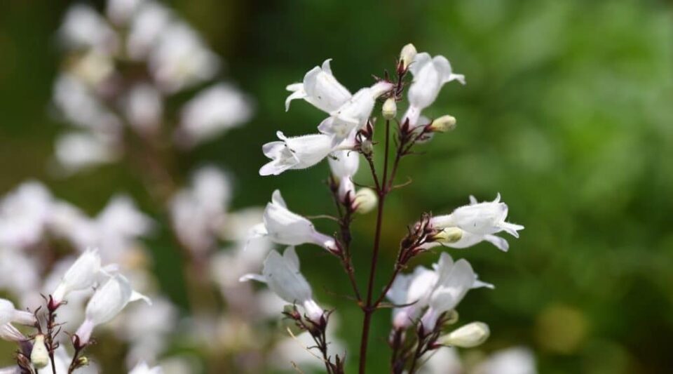 15 Black Perennial Flowers to Plant in Your Garden