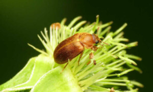 Raspberry Fruitworm: Fruit-Feeding Larvae - Epic Gardening