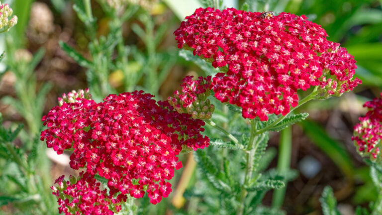 59 Types of Red Flowers With Names and Pictures