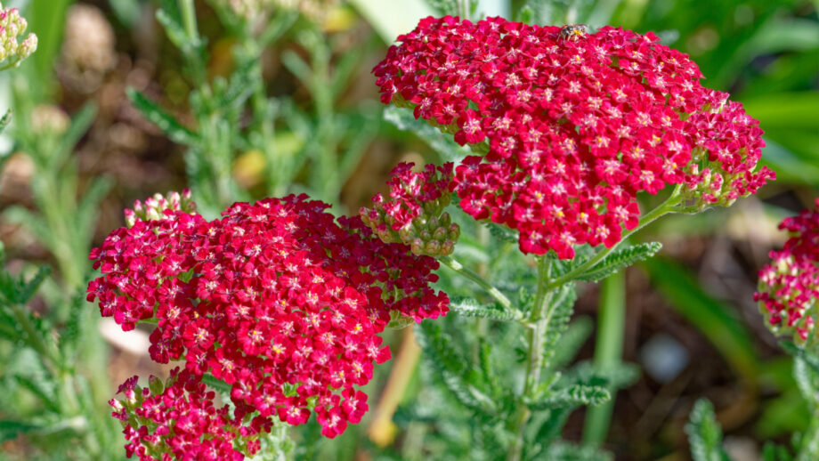 59 Types of Red Flowers With Names and Pictures