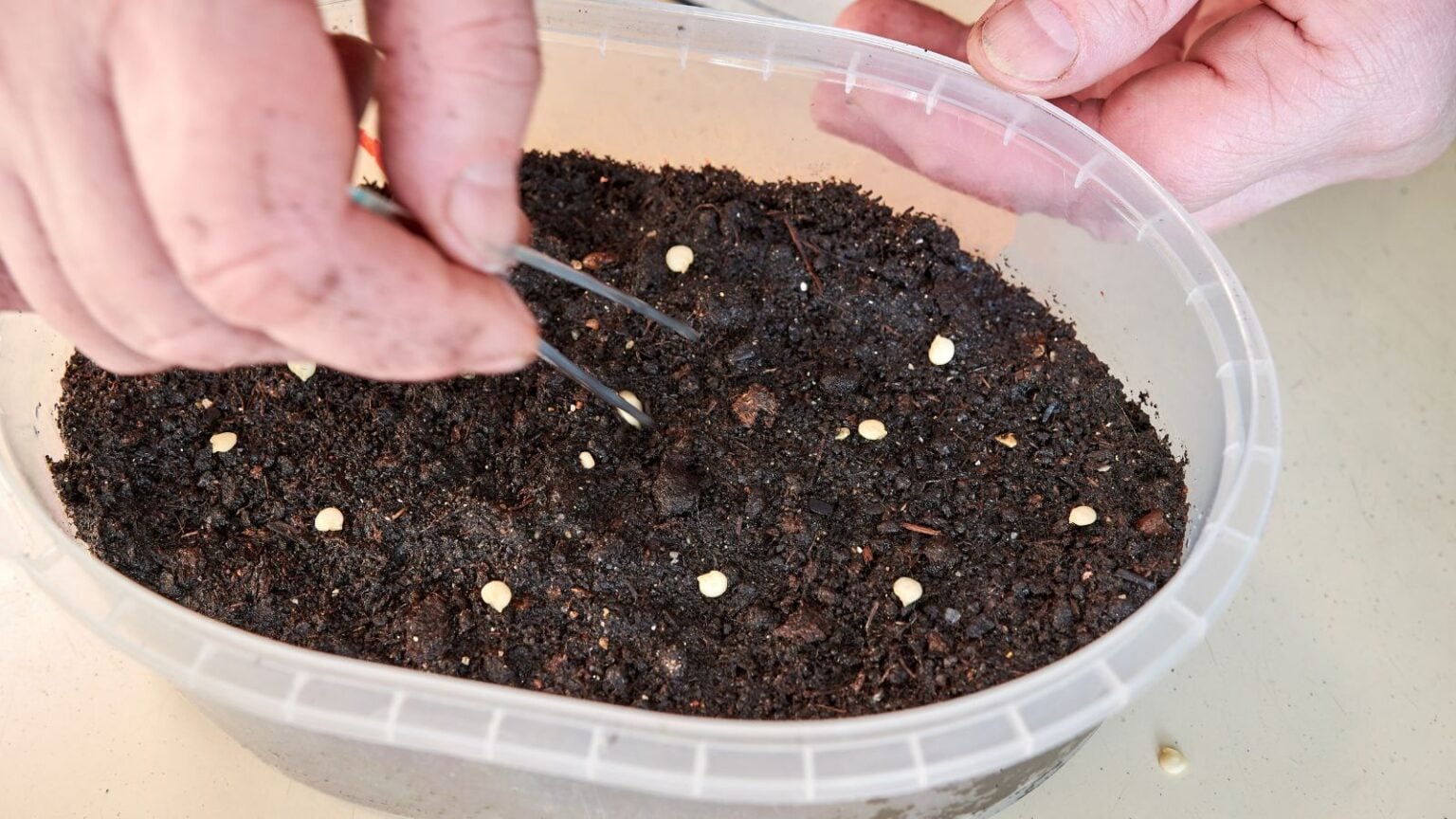 How to Germinate Pepper Seeds Faster