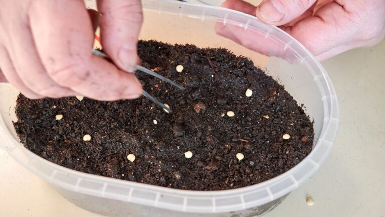 How to Germinate Pepper Seeds Faster