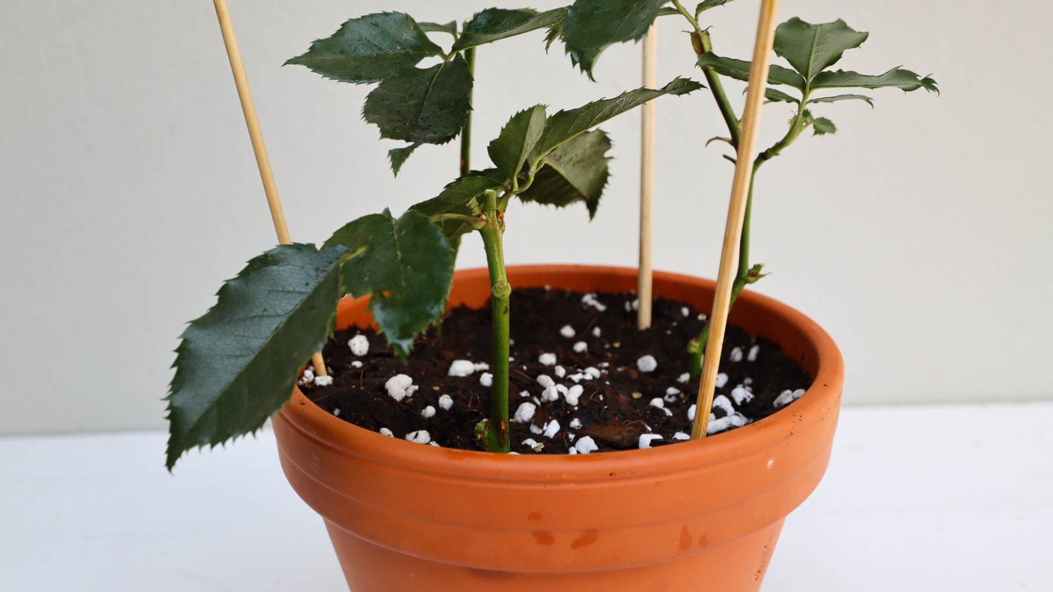 How to Propagate Roses From Cuttings in 6 Easy Steps