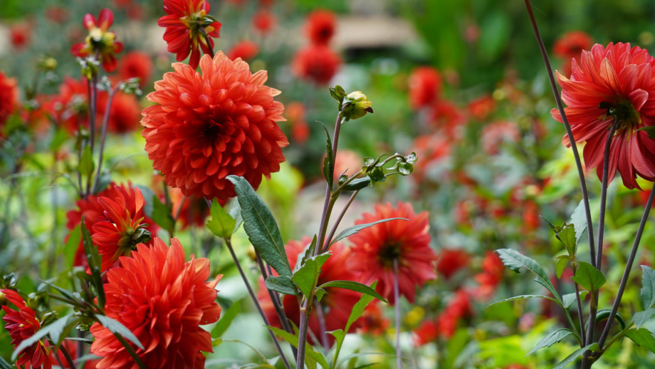 59 Types of Red Flowers With Names and Pictures
