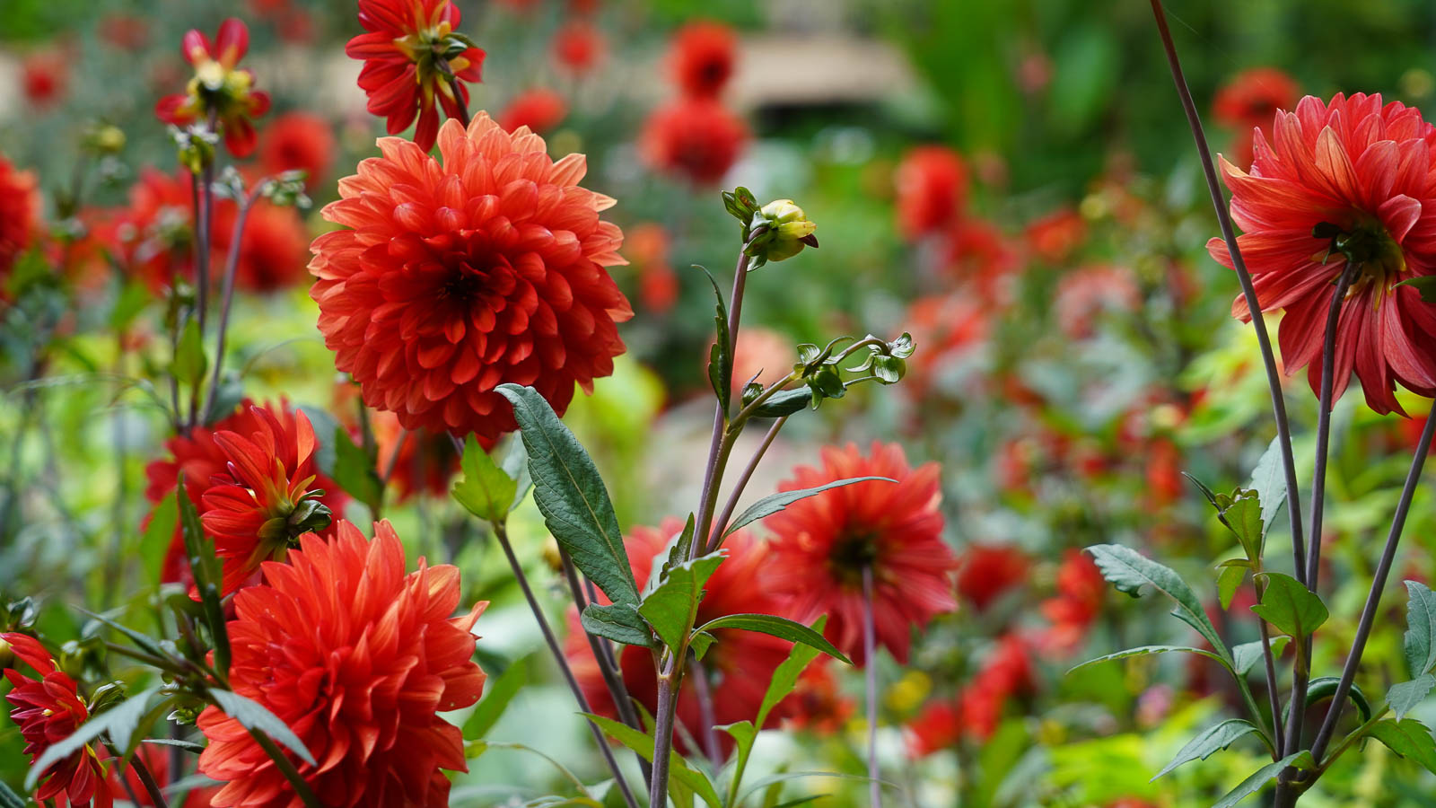 Types Of Red Flowers Names Types Of Red Flowers Names