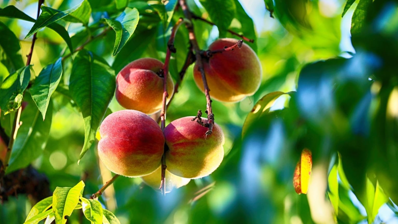 Peach Trees vs. Apple Trees: Which Should You Plant?