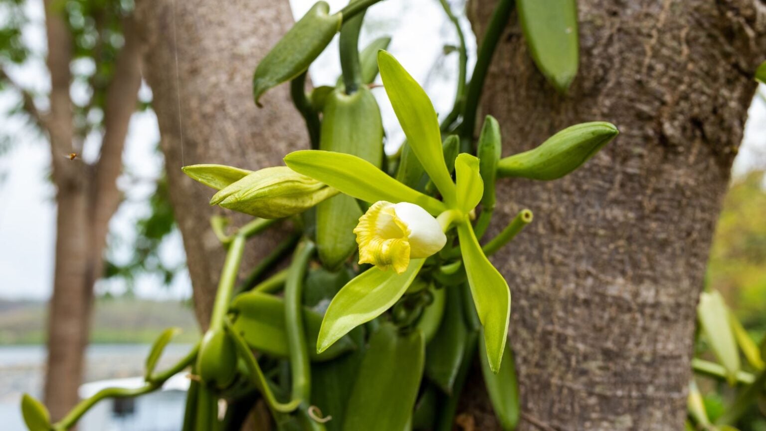 How To Grow Vanilla Beans: The Vanilla Orchid - Epic Gardening