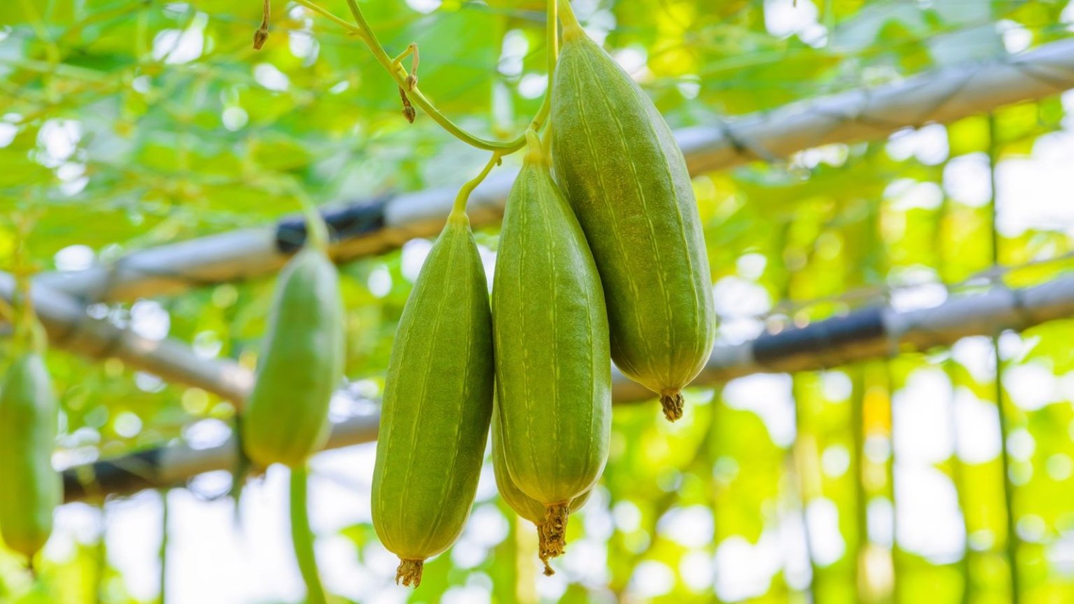 How to Plant, Grow, and Care for Luffa
