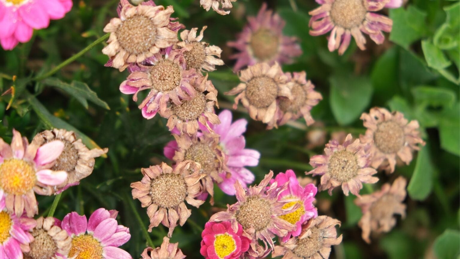 Mums Turning Brown? Here's How To Revive Them