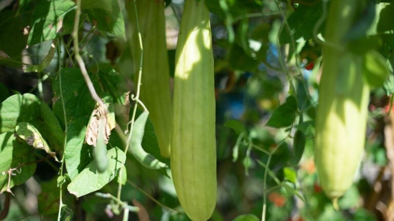 How to Plant, Grow, and Care for Luffa