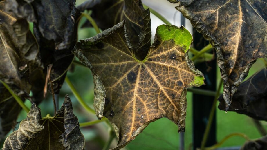 How to Protect New Plants From a Late Spring Frost