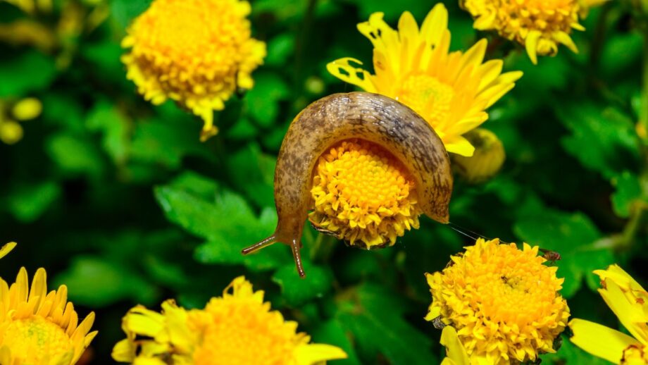 Mums Turning Brown? Here's How To Revive Them