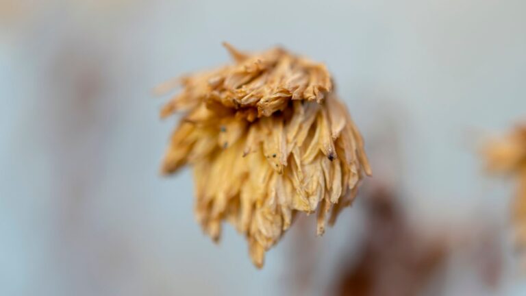 Mums Turning Brown? Here's How To Revive Them