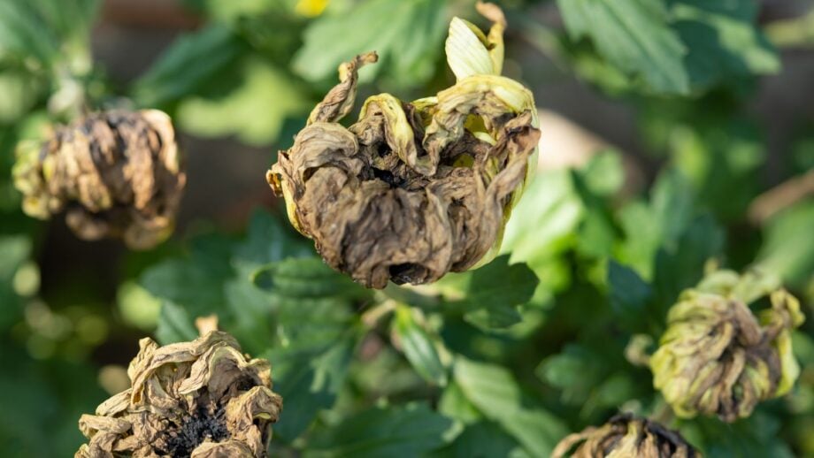 Mums Turning Brown? Here's How To Revive Them