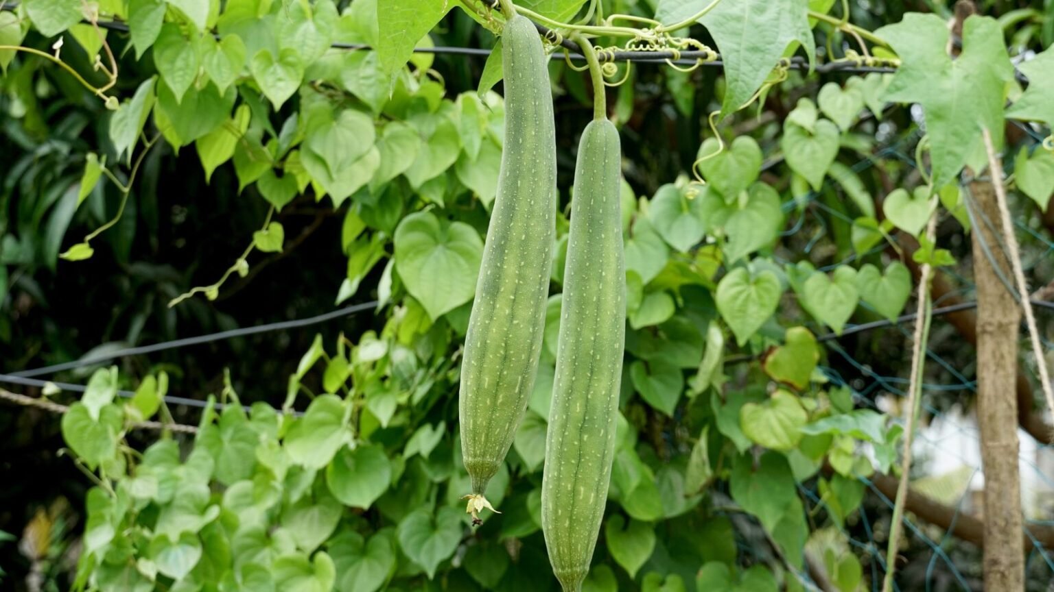 How to Plant, Grow, and Care for Luffa