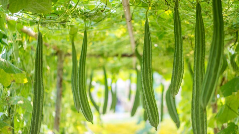 How to Plant, Grow, and Care for Luffa