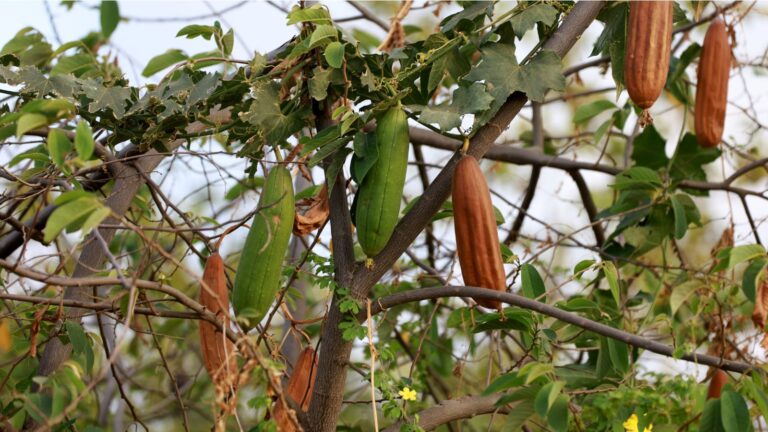 How to Plant, Grow, and Care for Luffa