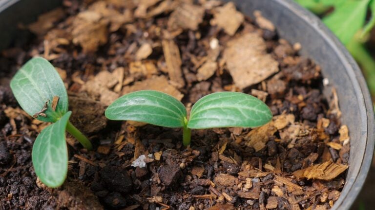 How to Plant, Grow, and Care for Luffa