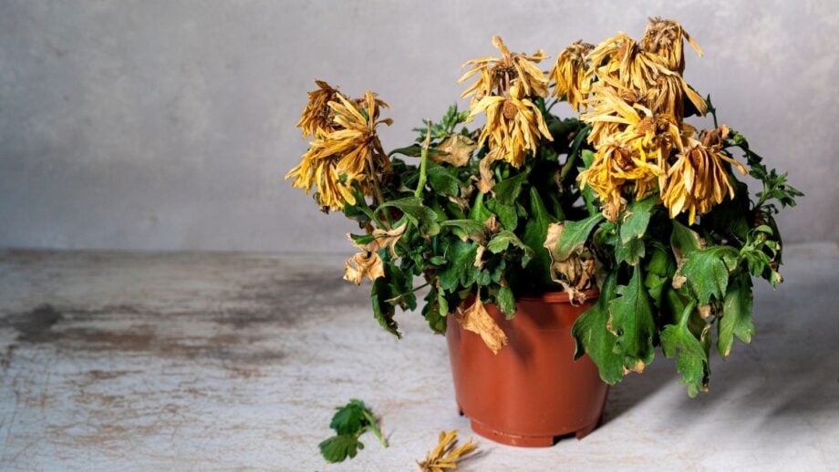Mums Turning Brown? Here's How To Revive Them