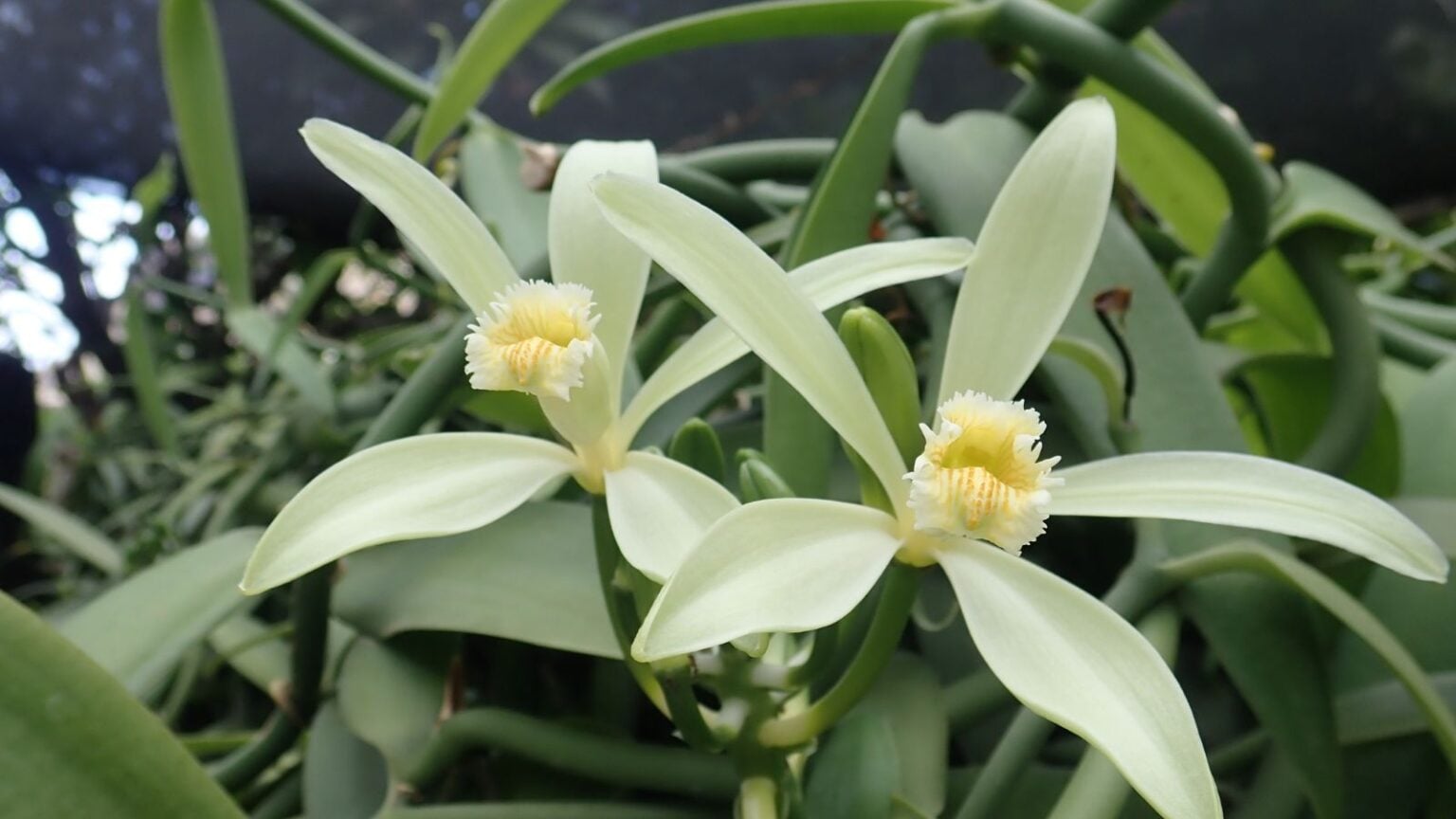 How To Grow Vanilla Beans: The Vanilla Orchid