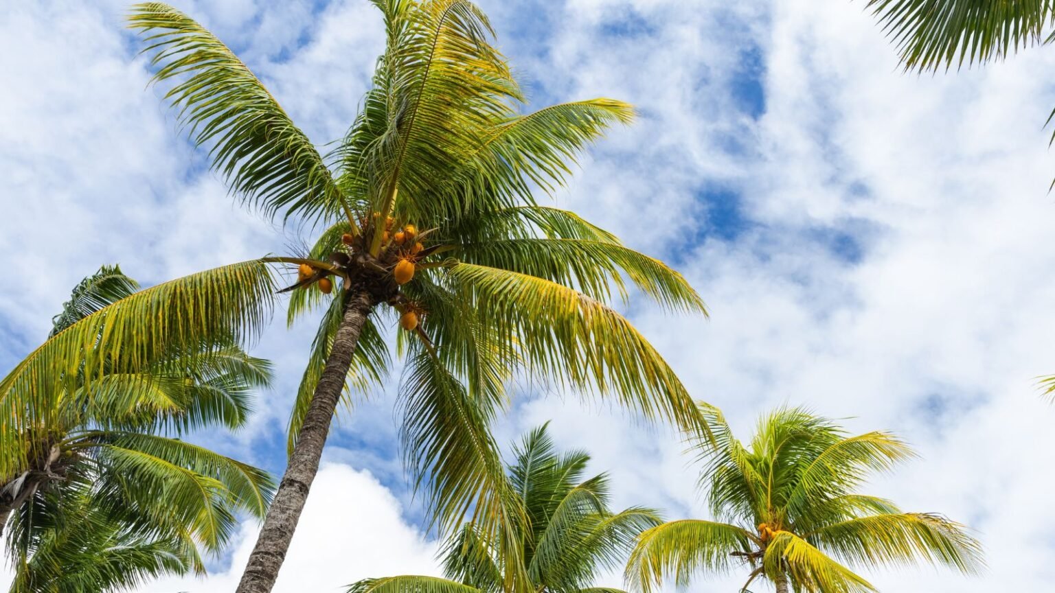 How to Plant, Grow, and Care for Coconut Tree