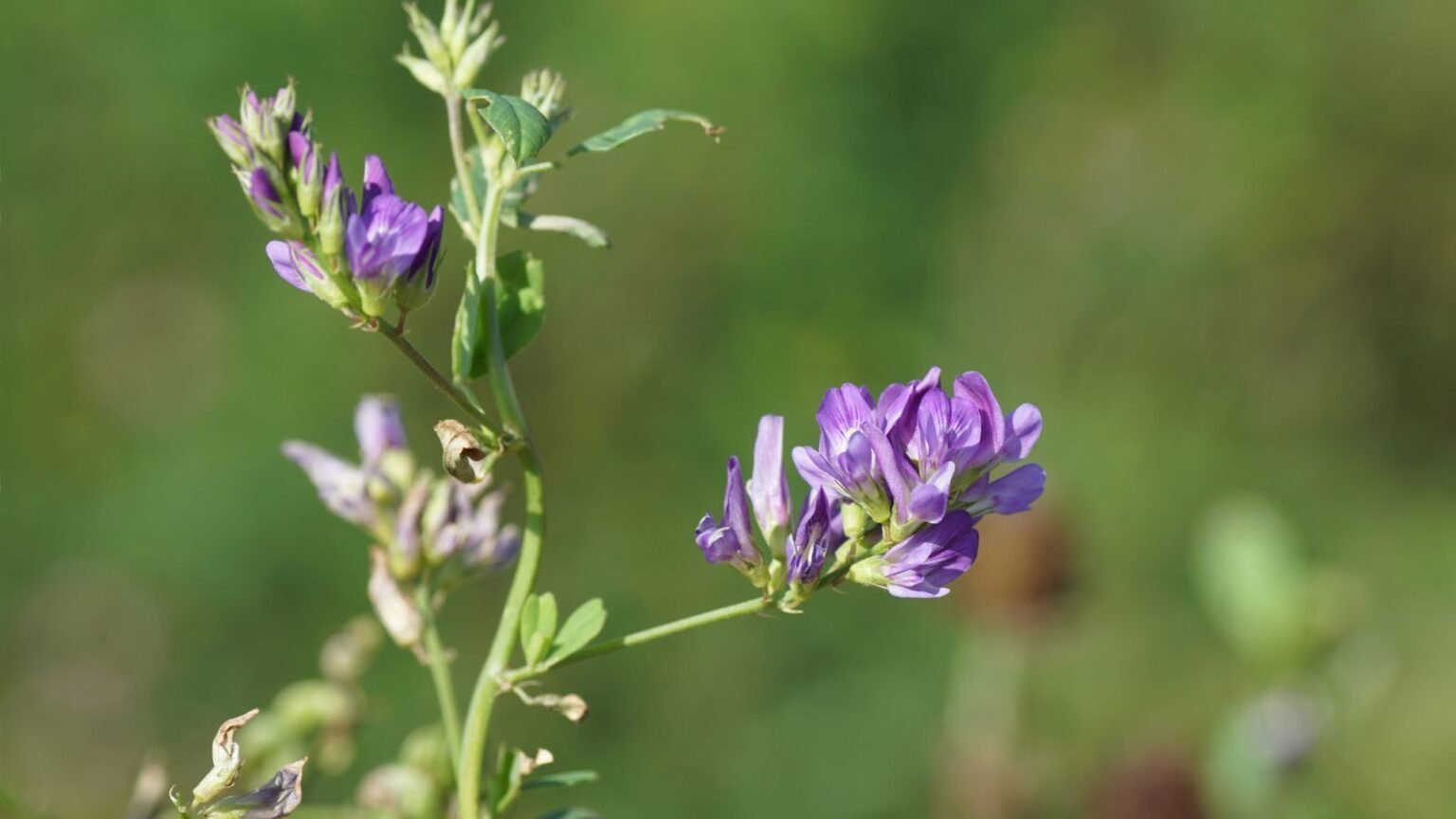 How to Plant, Grow, and Care for Alfalfa