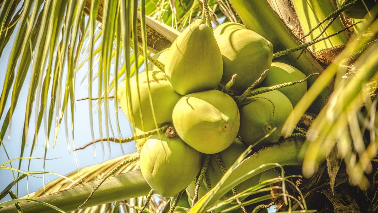How to Plant, Grow, and Care for Coconut Tree