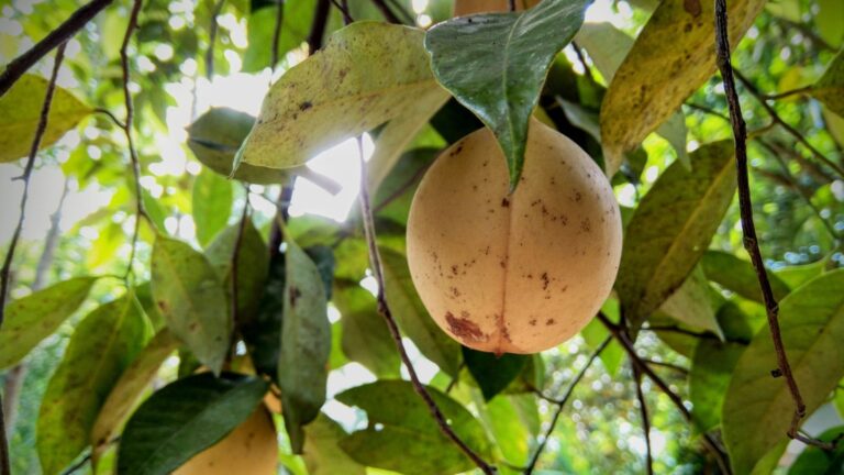 Nutmeg Tree: Growing Two Tropical Spices - Epic Gardening