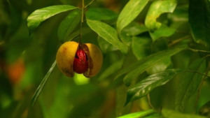 Nutmeg Tree: Growing Two Tropical Spices - Epic Gardening
