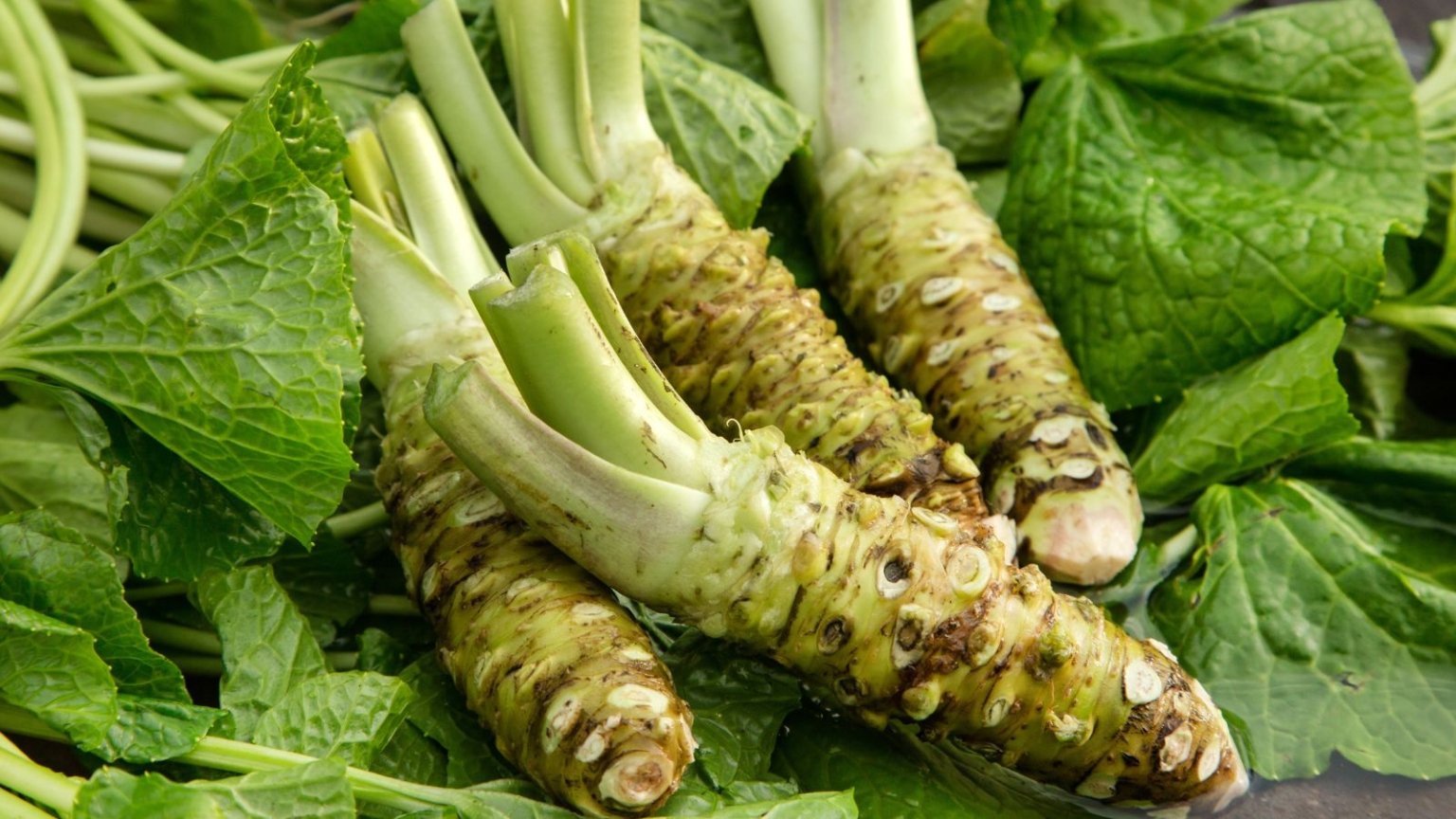 How To Plant, Grow, and Care for Wasabi