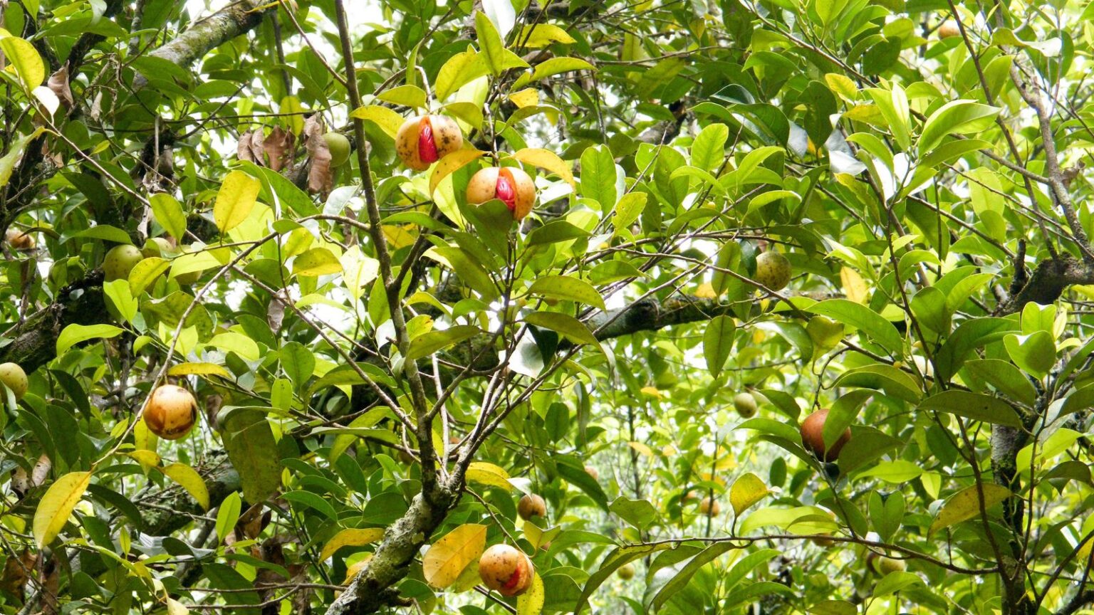 Nutmeg Tree: Growing Two Tropical Spices - Epic Gardening