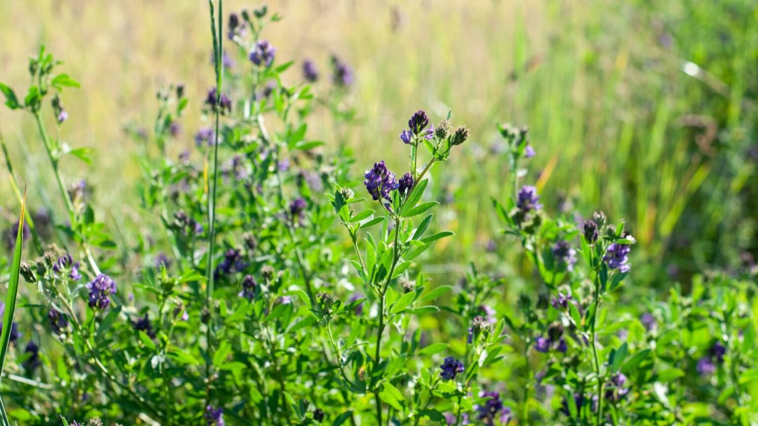 How to Plant, Grow, and Care for Alfalfa