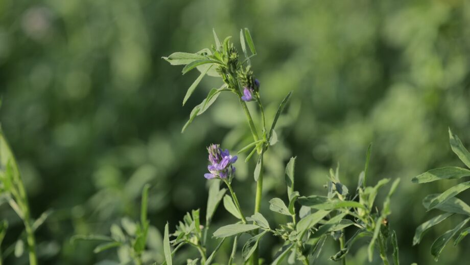 How to Plant, Grow, and Care for Alfalfa