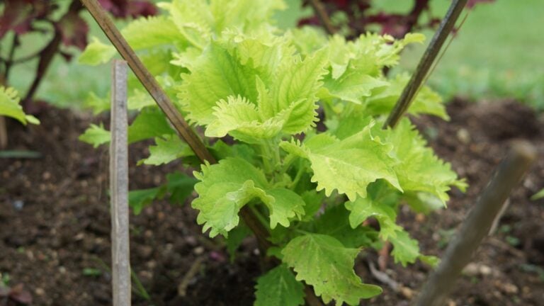 How to Plant, Grow, and Care for Shiso