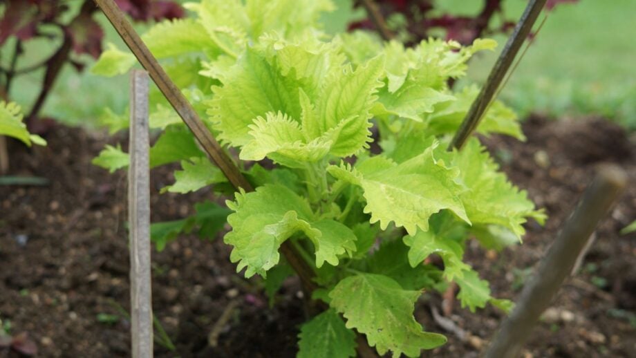 How to Plant, Grow, and Care for Shiso