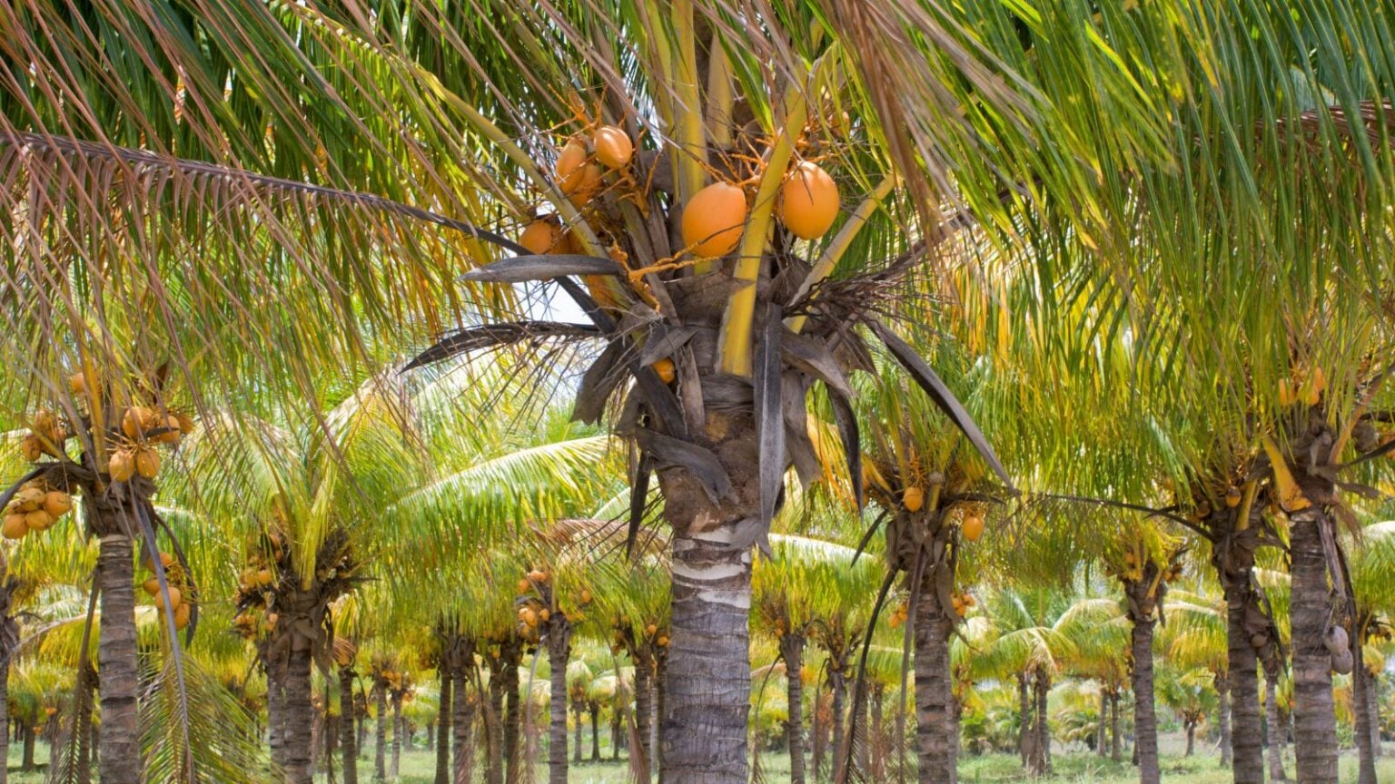 How to Plant, Grow, and Care for Coconut Tree