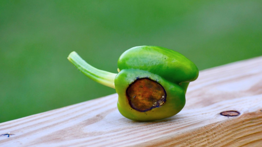 What's Causing Black or Brown Spots on My Bell Peppers?