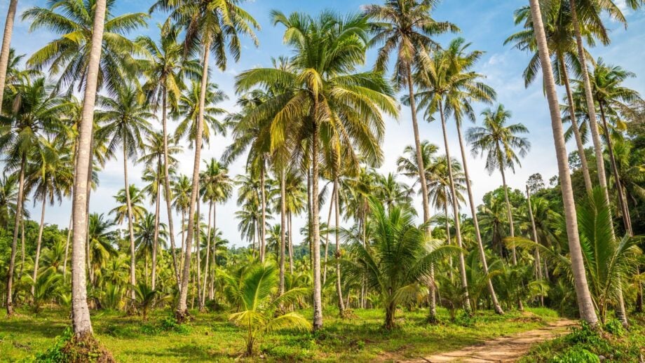 How to Plant, Grow, and Care for Coconut Tree