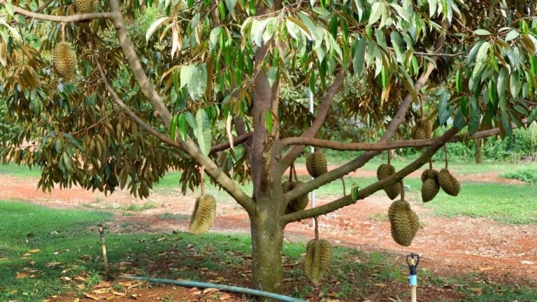 How to Plant, Grow, and Care for Durian Tree