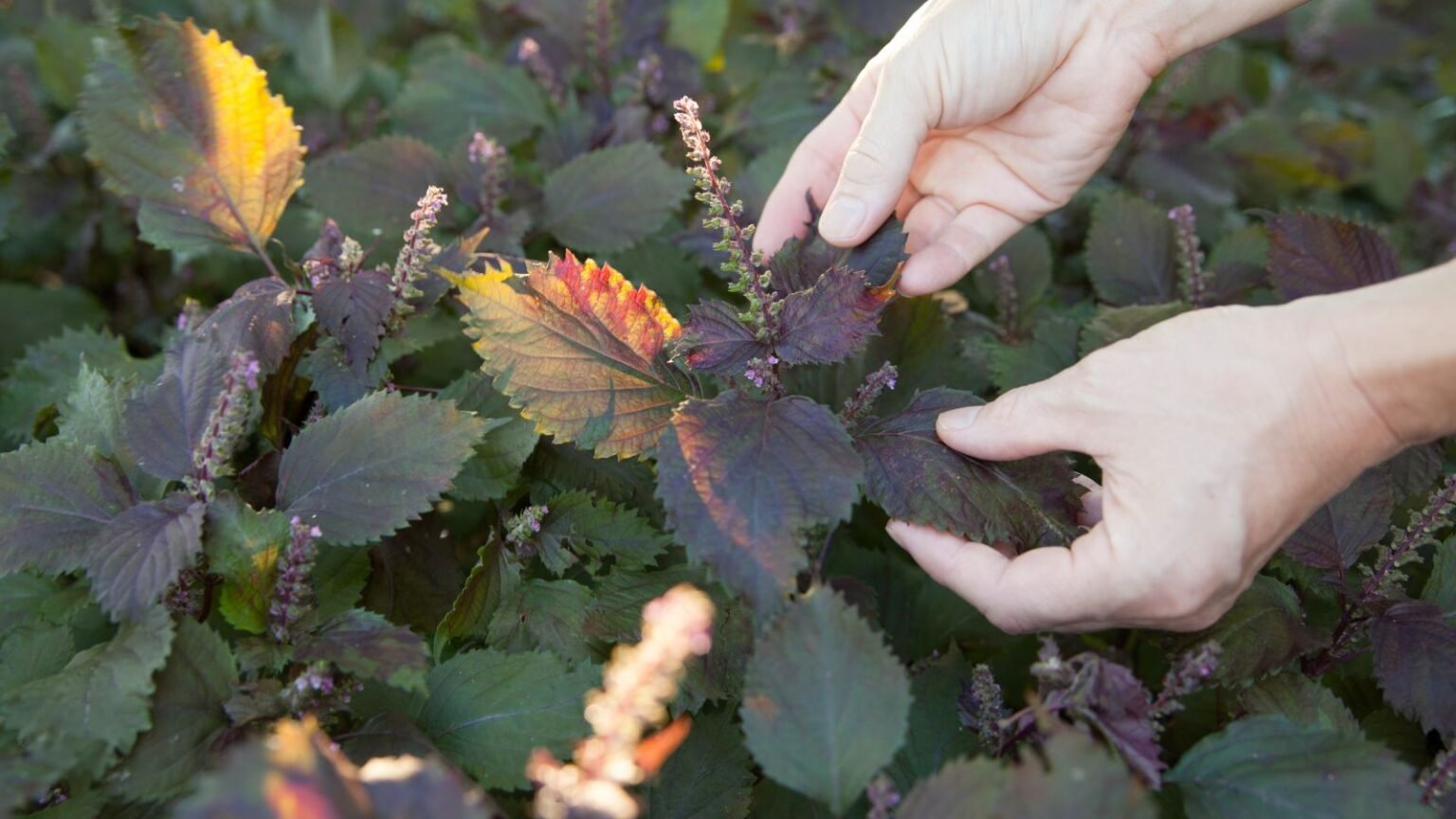 How to Plant, Grow, and Care for Shiso