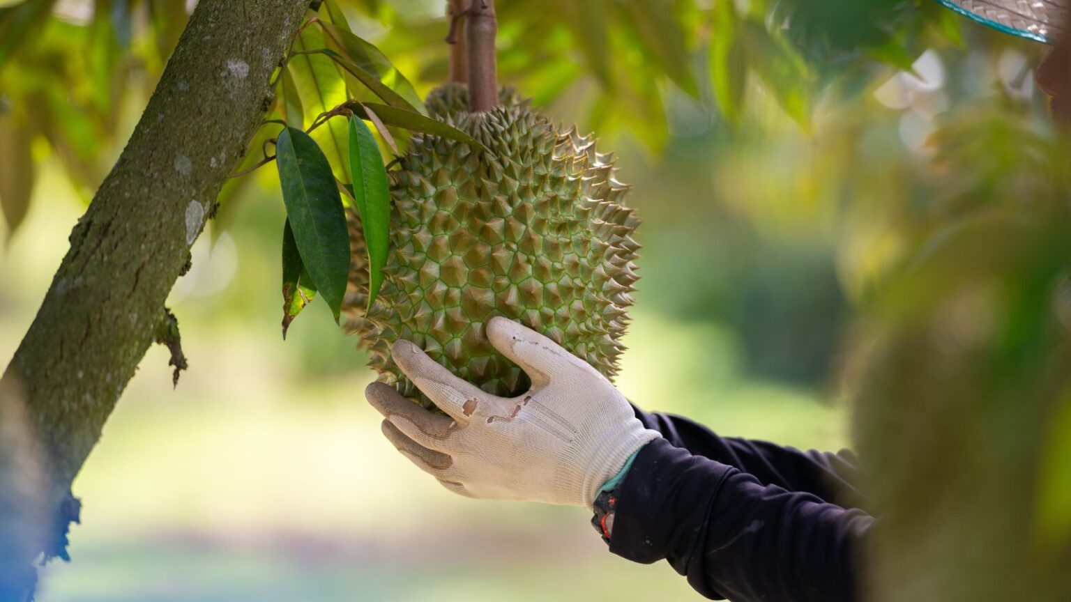How to Plant, Grow, and Care for Durian Tree