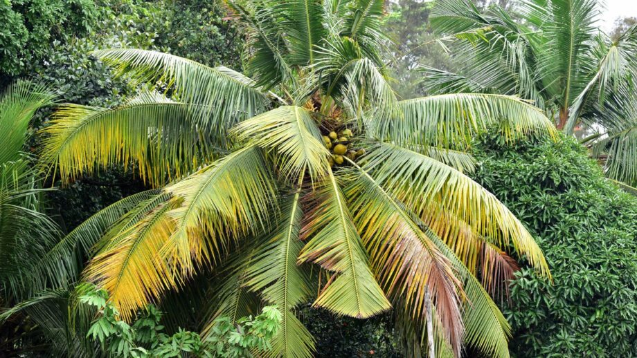 How to Plant, Grow, and Care for Coconut Tree