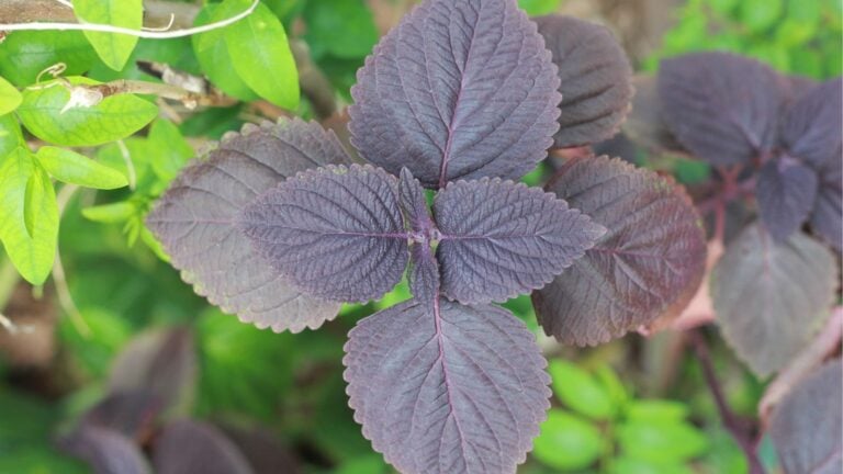 How to Plant, Grow, and Care for Shiso