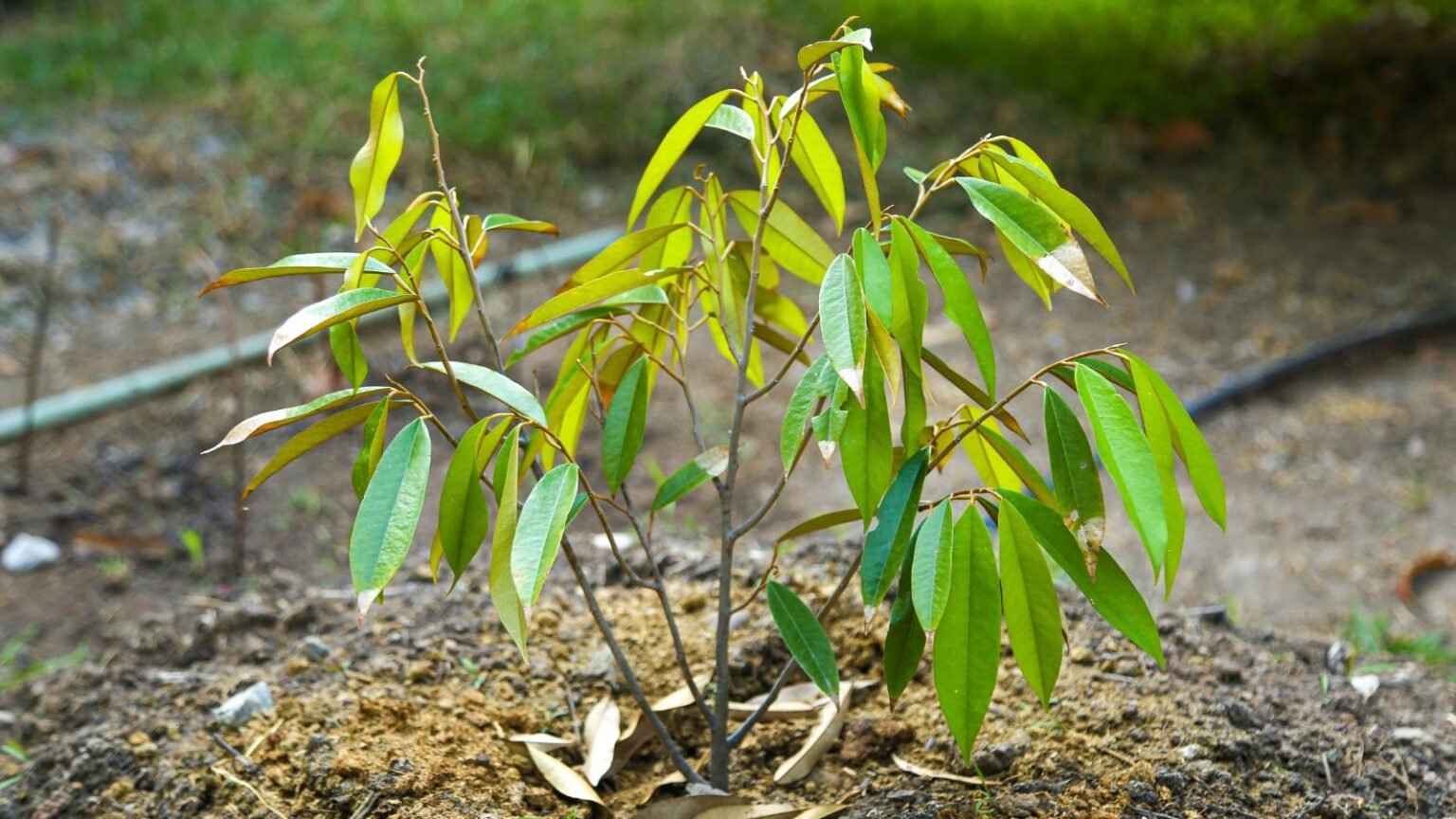 How to Plant, Grow, and Care for Durian Tree