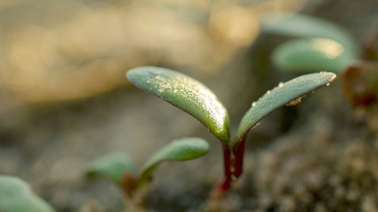 How to Plant, Grow, and Care for Alfalfa