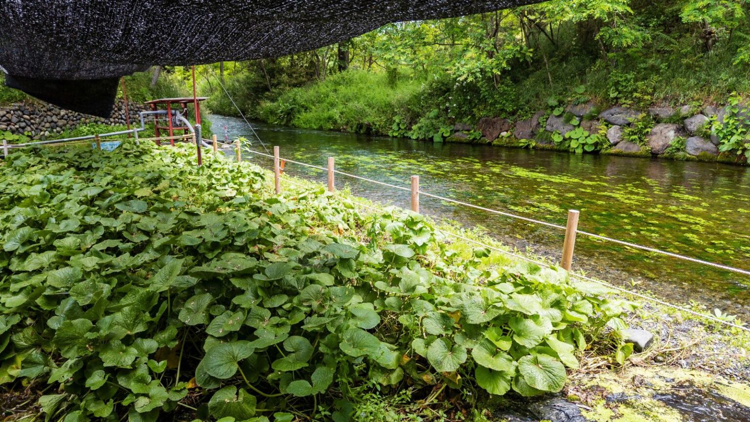 How To Plant, Grow, and Care for Wasabi