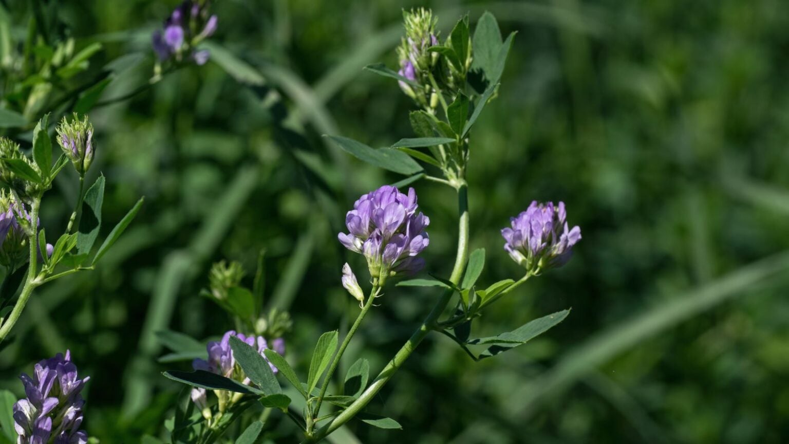 How to Plant, Grow, and Care for Alfalfa