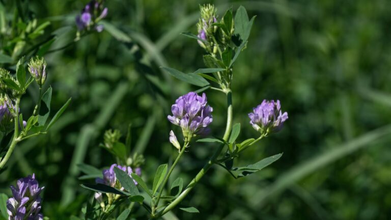 How to Plant, Grow, and Care for Alfalfa