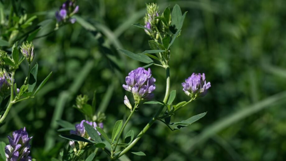 How to Plant, Grow, and Care for Alfalfa